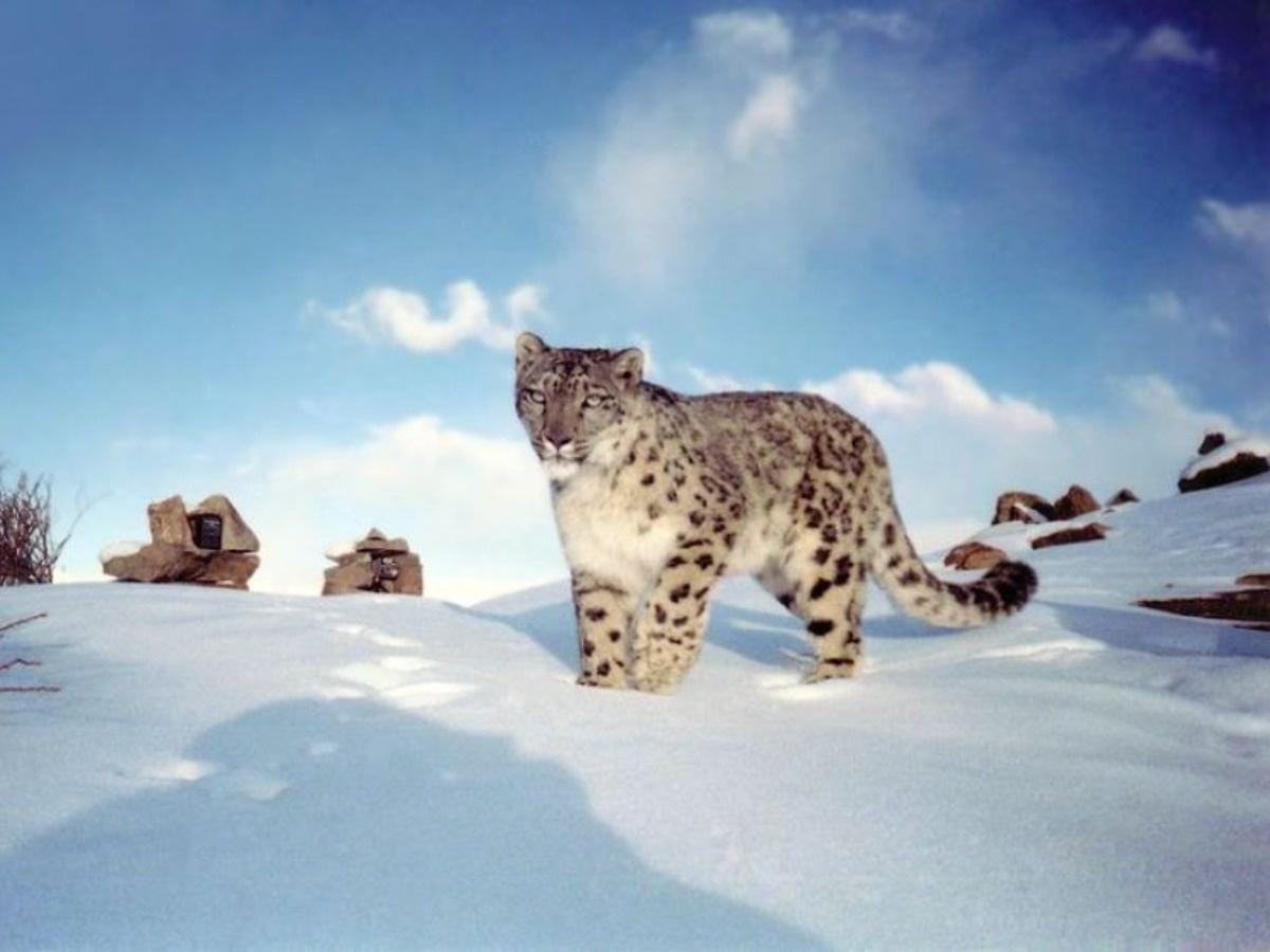 Your Ultimate Guide to Snow Leopard Trek in Ladakh