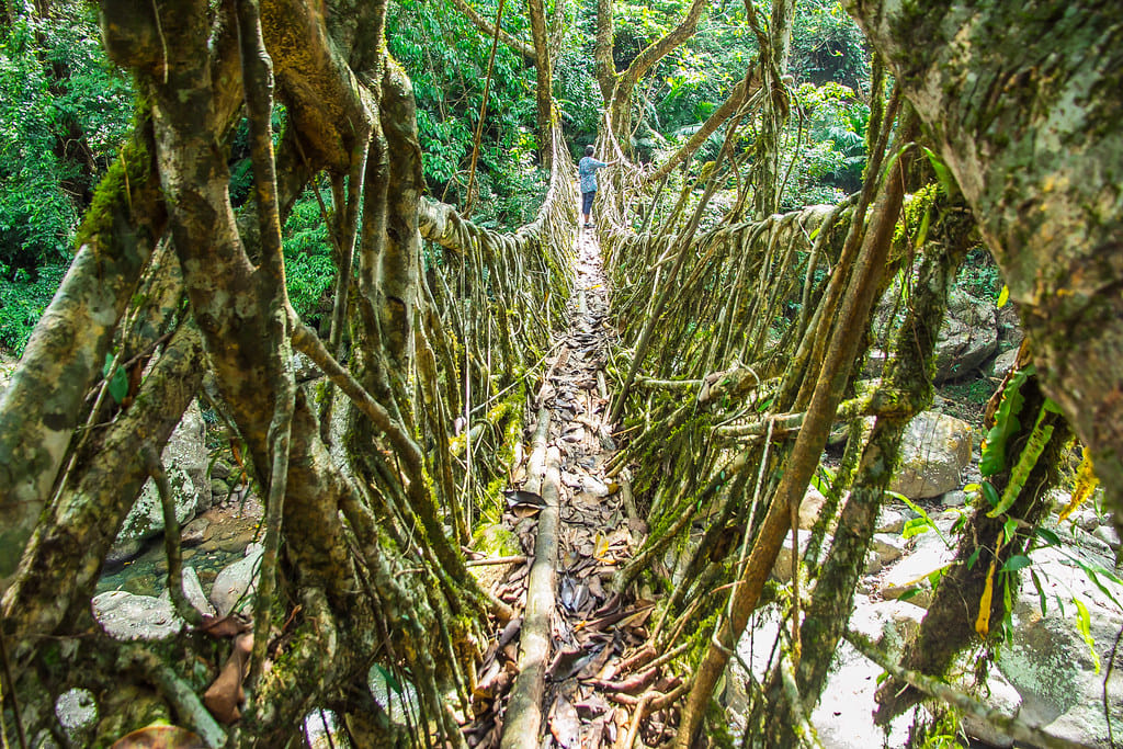 12 Best Living Root Bridges in Meghalaya: Travel Tips | 2026 Guide