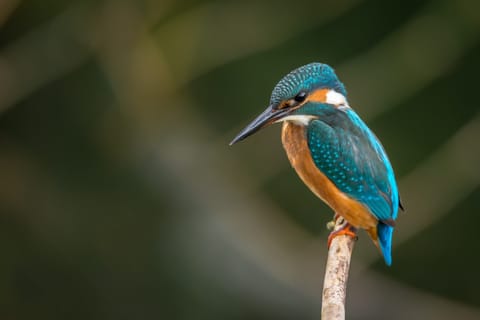Jatinga Bird Suicide Mystery Solved: Decoding Assam's Secrets