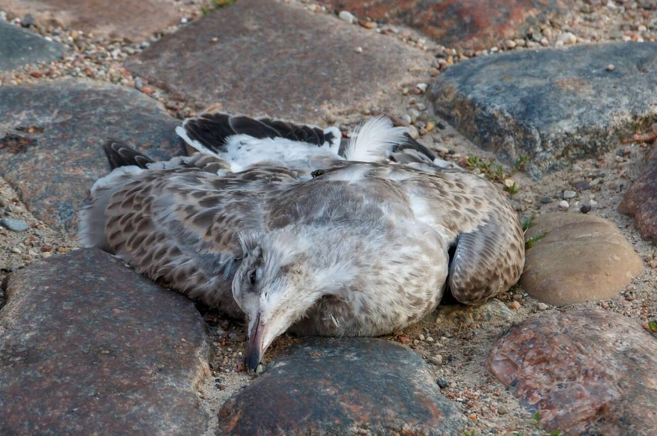 Jatinga Bird Suicide Mystery Solved: Decoding Assam's Secrets
