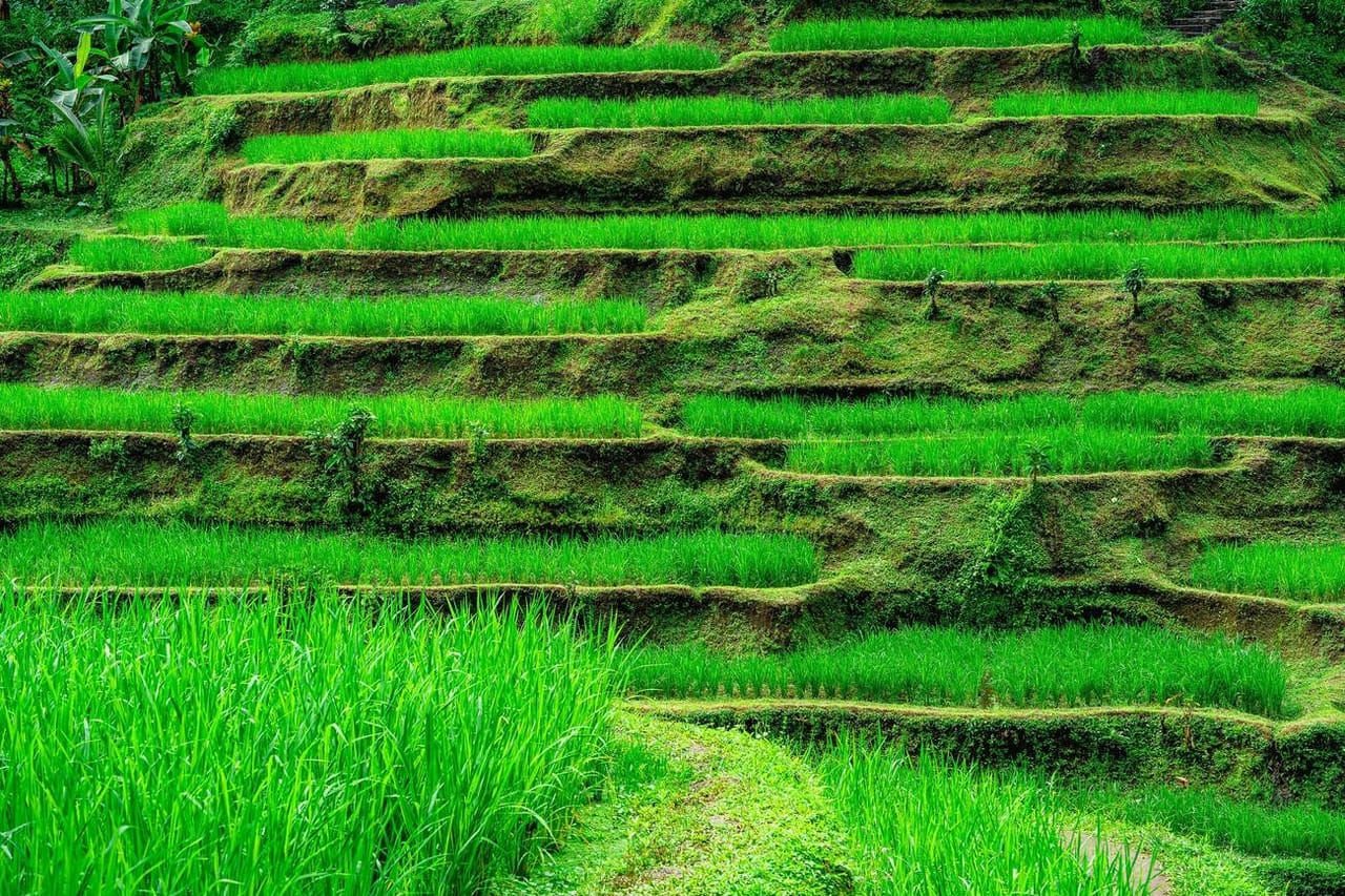Tegalalang Rice Terrace, Bali - How to Reach, Best Timings, & More