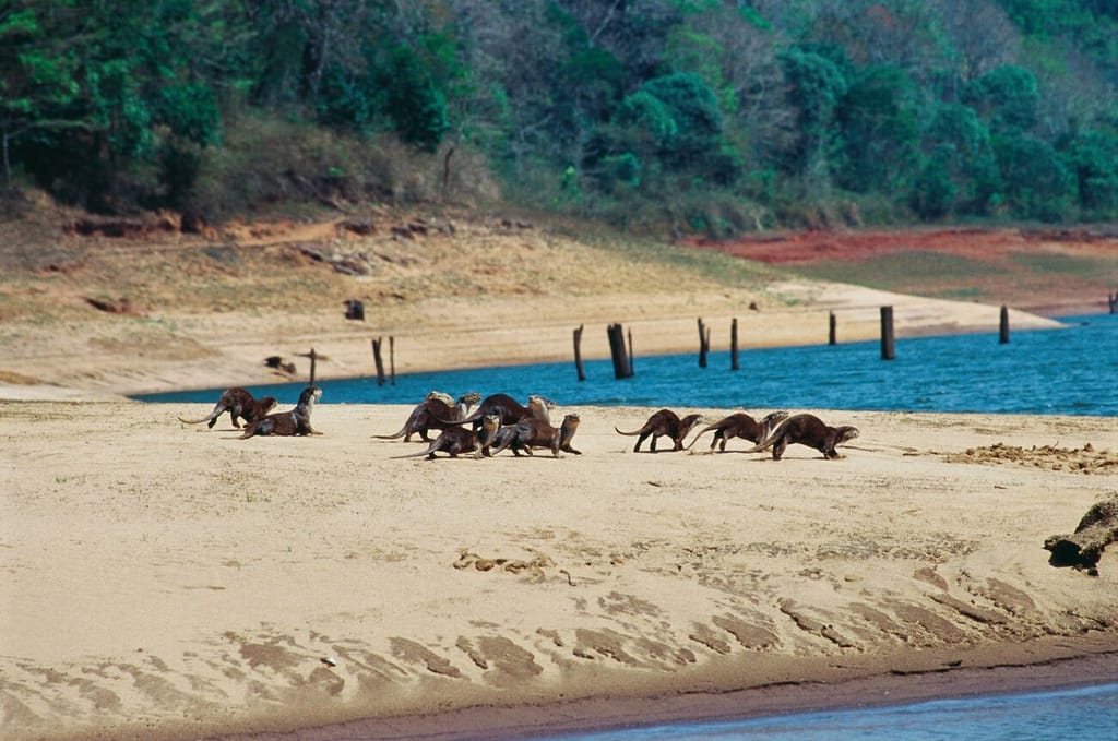 20 Breathtaking Places To Visit In Thekkady | Kerala’s Gem