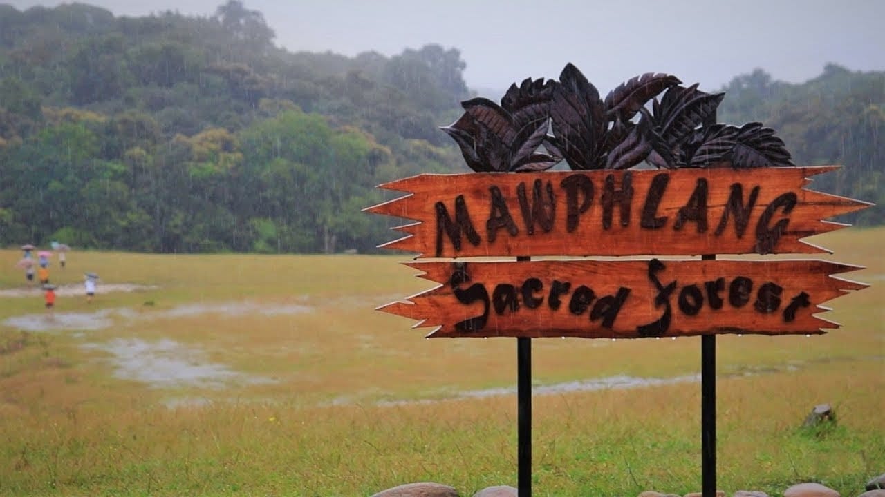 Guide to visit the mystical Mawphlang Sacred Forest, Meghalaya