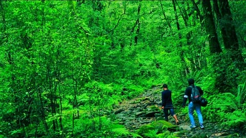 Guide to visit the mystical Mawphlang Sacred Forest, Meghalaya