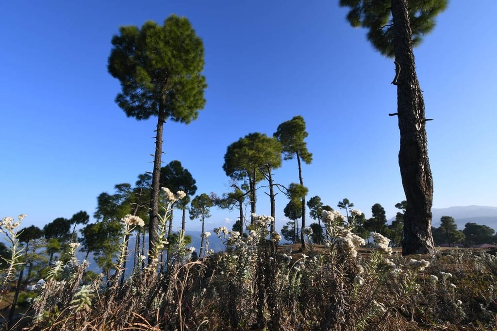 Explore the Best things to do in Kasar Devi- Unforgettable Experiences