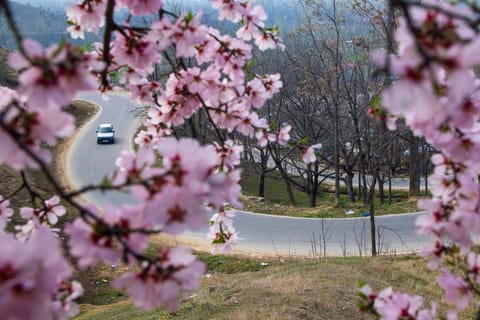 Top 20 Things To Do in Pulwama Kashmir | The Complete Guide