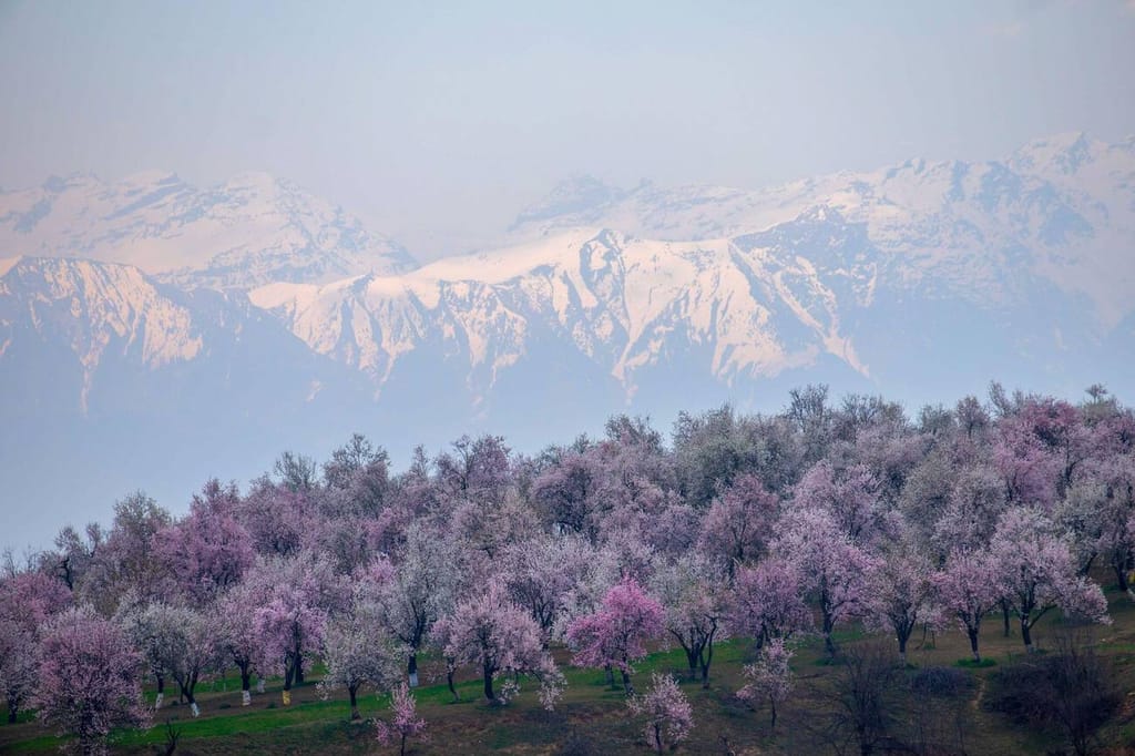 Top 20 Things To Do in Pulwama Kashmir | The Complete Guide