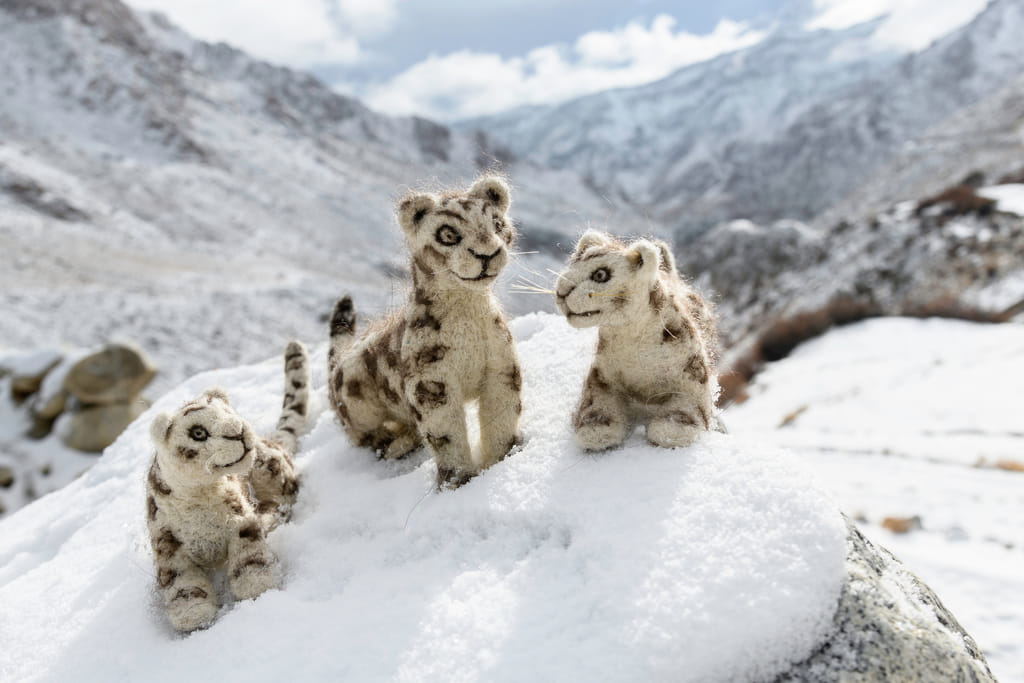 Your Ultimate Guide to Snow Leopard Trek in Ladakh
