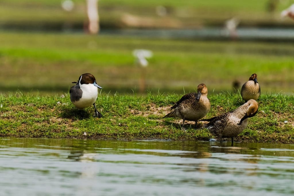 Thol Lake Ahmedabad: The Getaway Of Birdwatcher’s Paradise