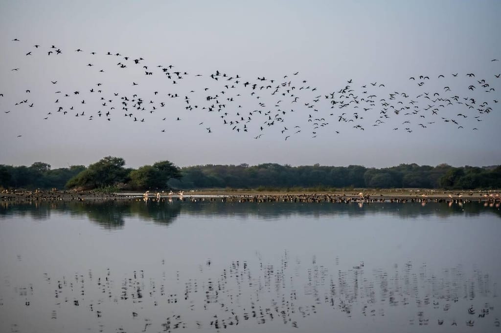 Thol Lake Ahmedabad: The Getaway Of Birdwatcher’s Paradise