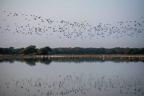 Thol Lake Ahmedabad: The Getaway Of Birdwatcher’s Paradise