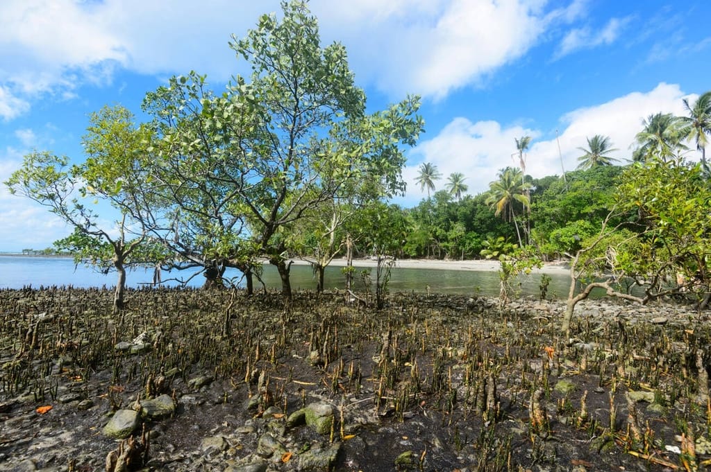 Top 15 Places to Visit in Baratang Island: 2026 Guide
