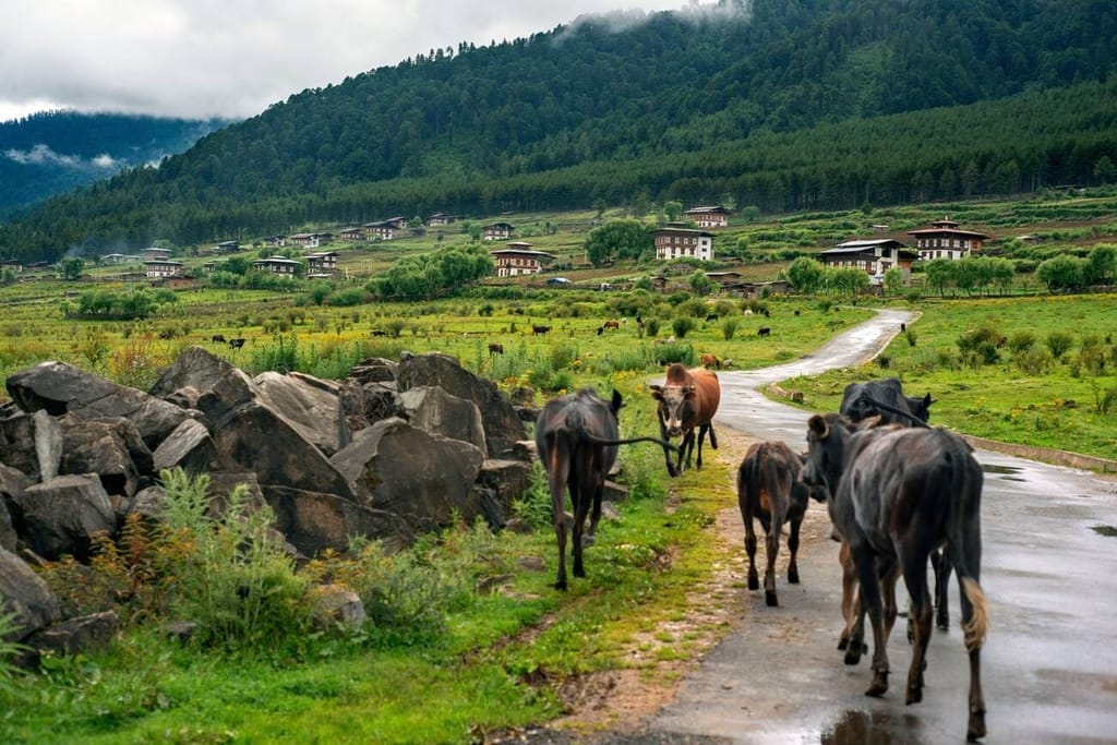 Phobjikha Valley- Know everything from Route to Tourist Attractions