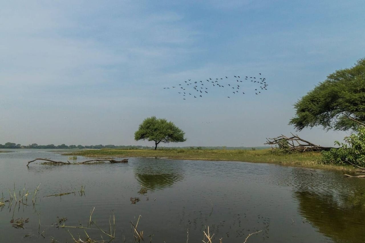 Thol Lake Ahmedabad: The Getaway Of Birdwatcher’s Paradise