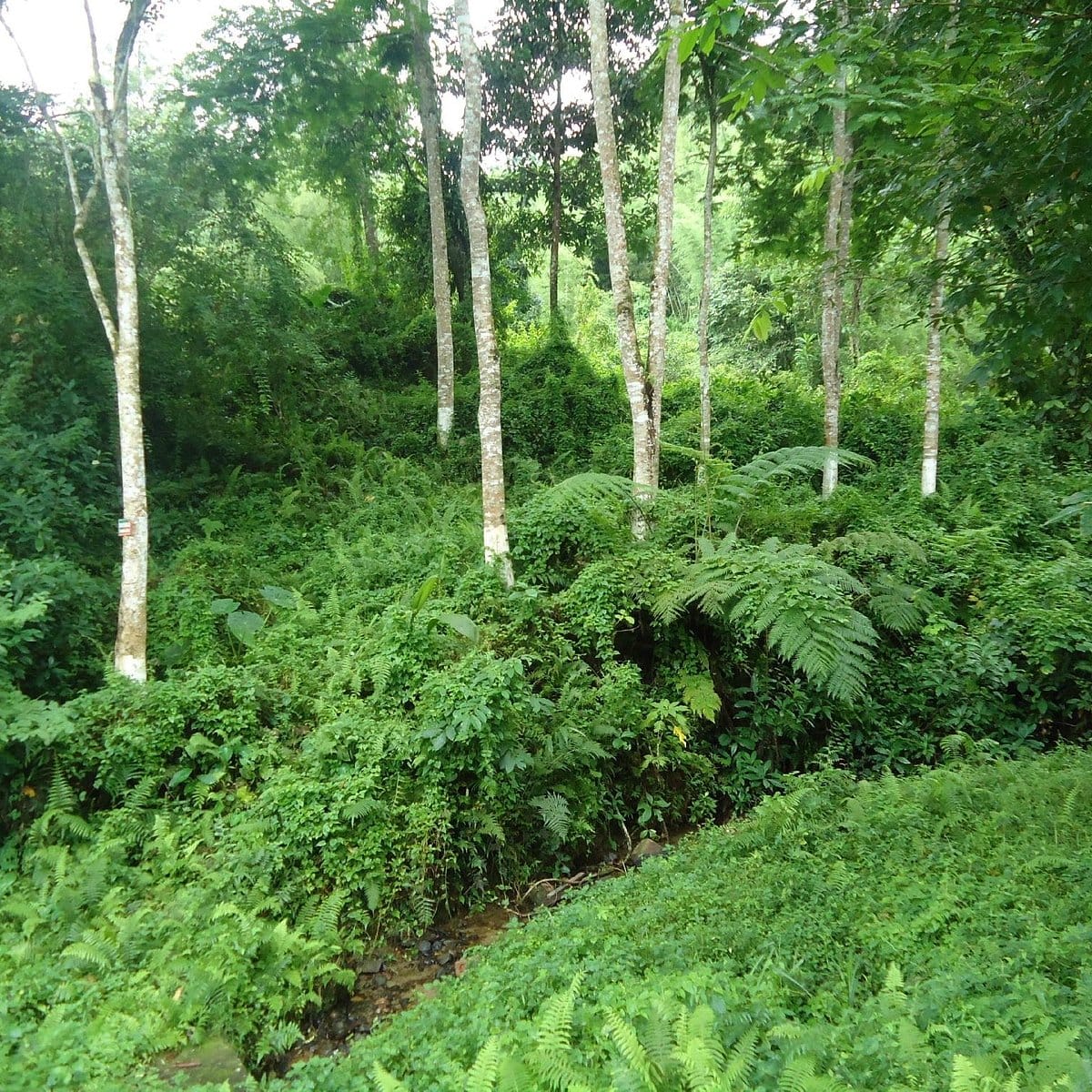 Things to Do in Itanagar: Your Guide to the Best 17 Experiences