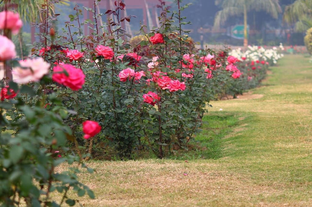 Navigating the National Rose Garden: An Ultimate Visitor's Guide