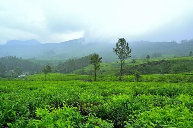 Explore the Top 14 Tea Plantations in Kerala: A Complete Guide
