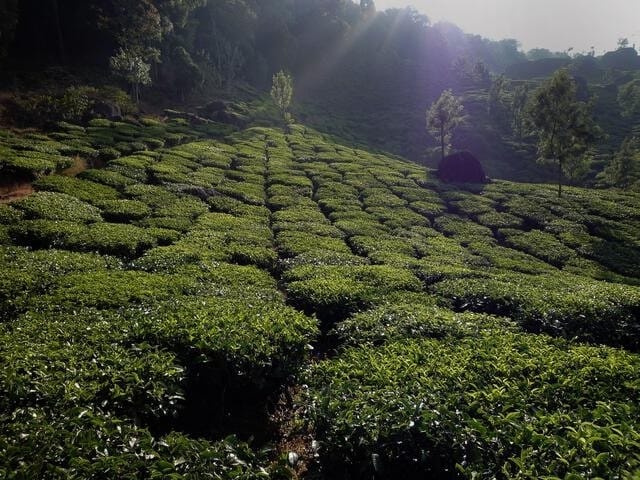 Explore the Top 14 Tea Plantations in Kerala: A Complete Guide