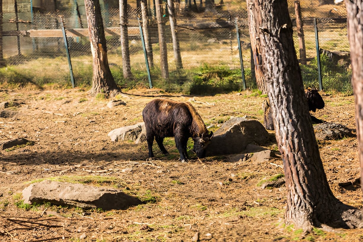 Motithang Takin Preserve: History, Things to Do, How to Reach