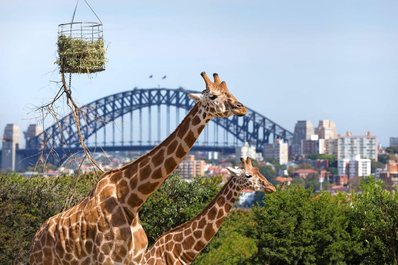 Taronga Zoo Sydney: The Best Wildlife Experiences And Views