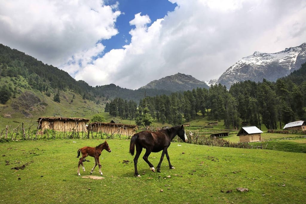 Top 10 National Parks In Kashmir | Travel Guide for 2026
