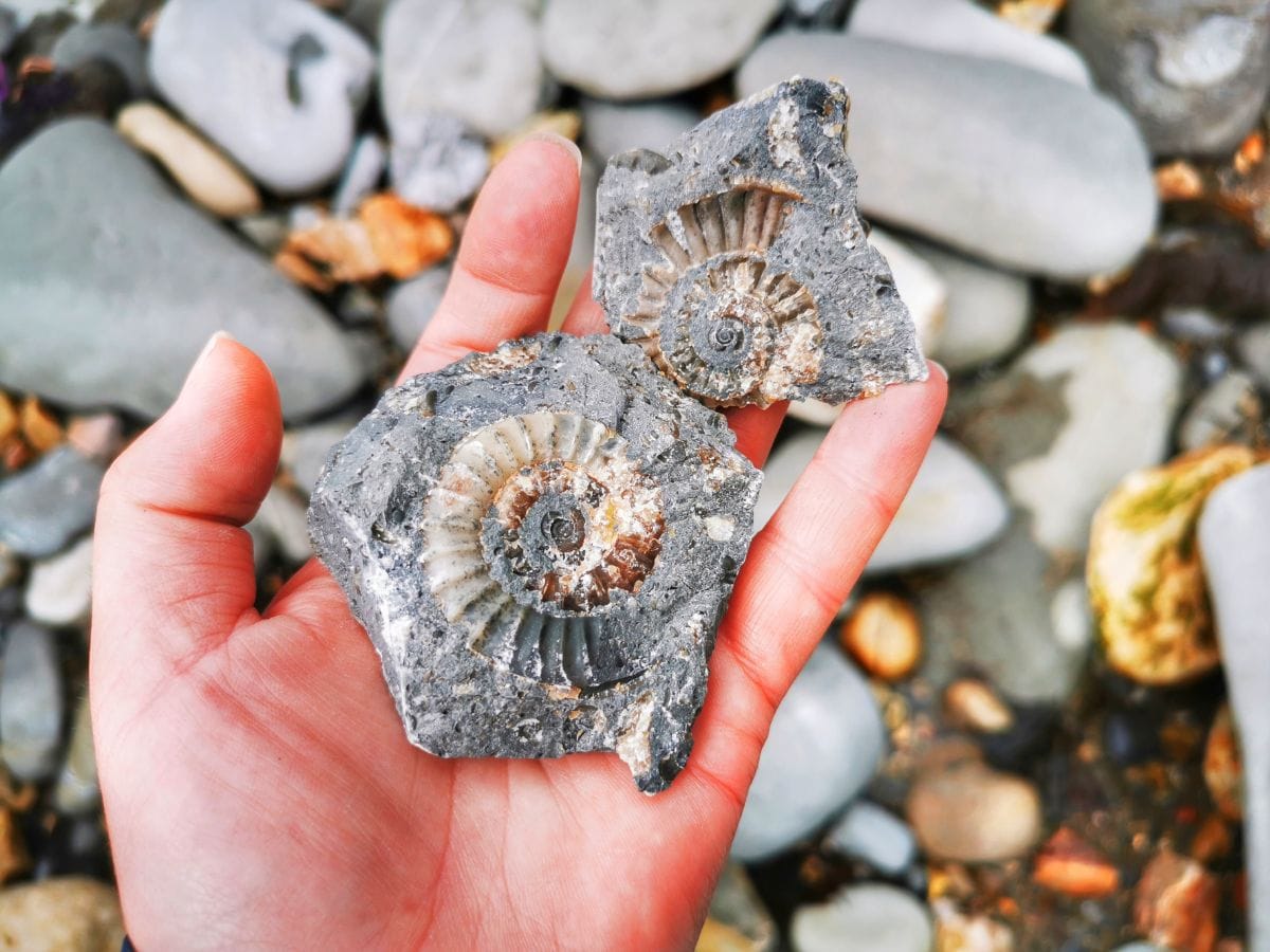 Fossil Hunting in Spiti Valley, 2026 Guide
