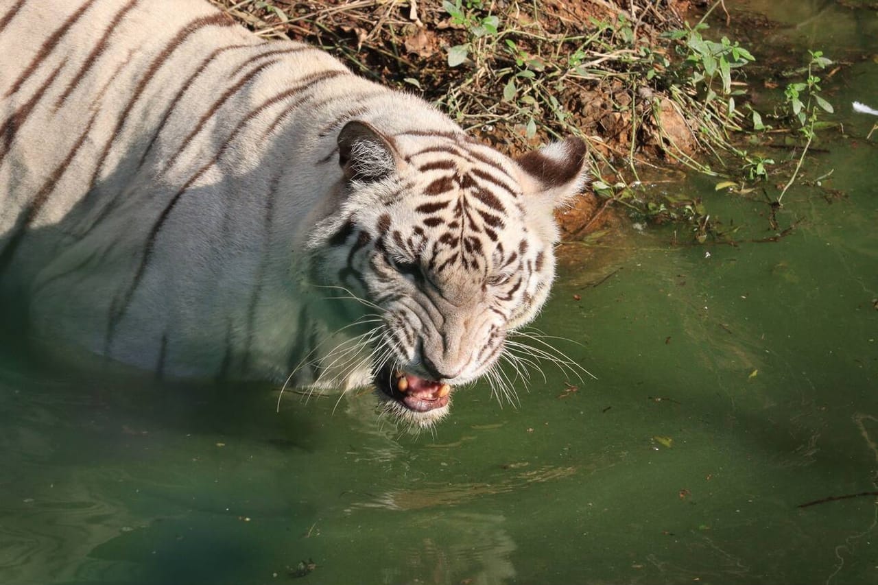 Famous Things Of Madhya Pradesh: Attractions And More