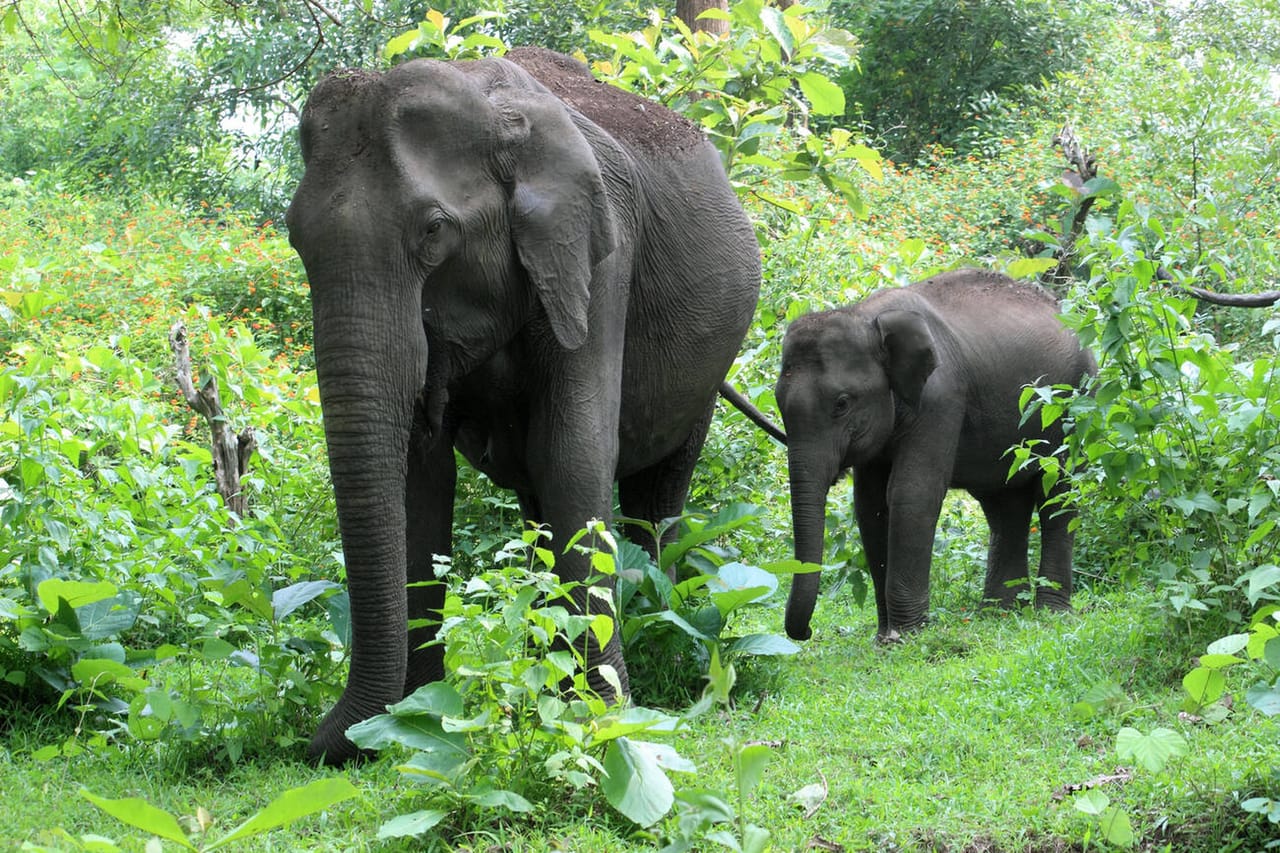 Top 8 Places to Visit in Kalpetta | Ultimate Travel Guide