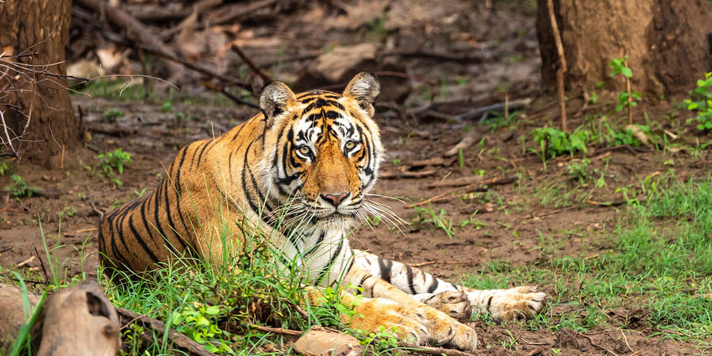 Tiger Reserves in Rajasthan- An Ultimate Guide