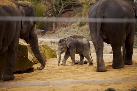 Dehiwala Zoo in Colombo - How to Reach, Entrance Fee, & More!