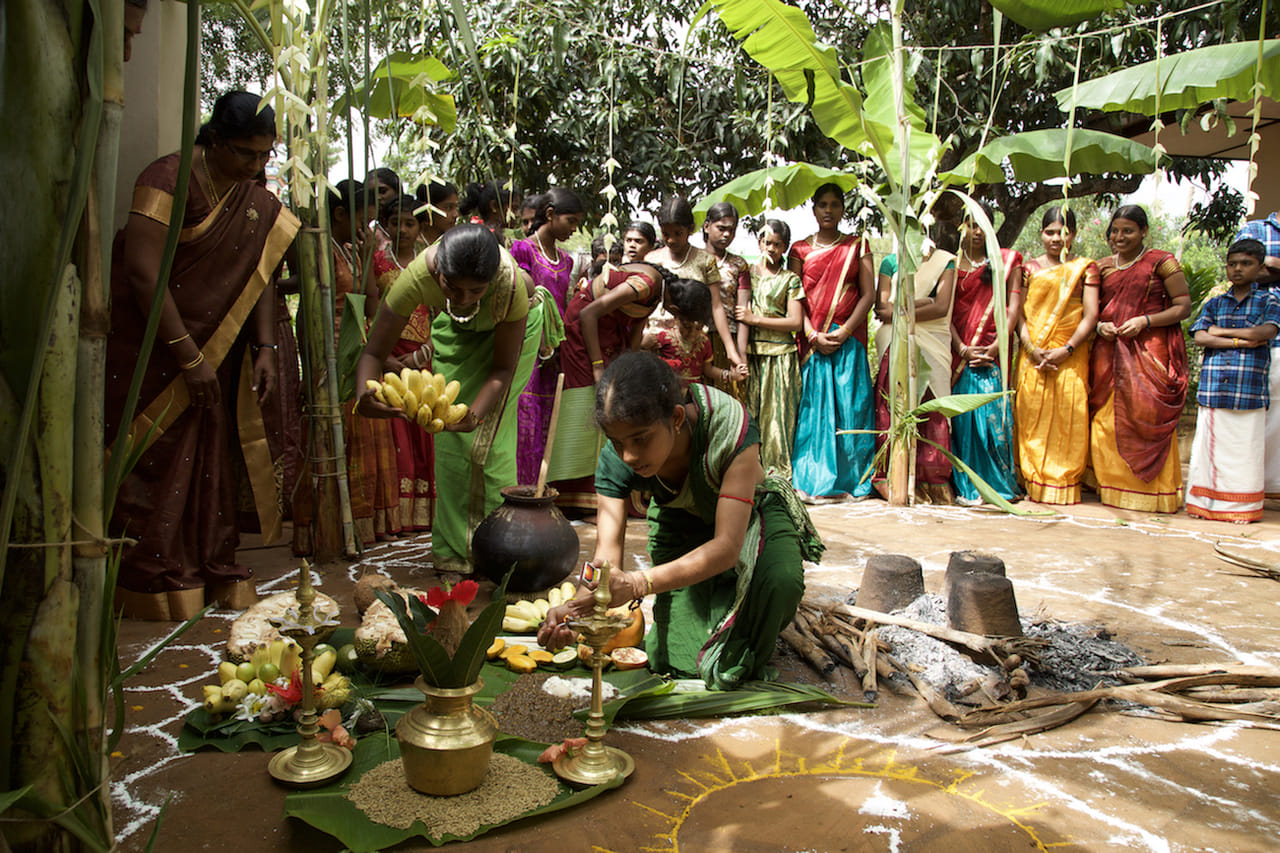 Pongal Festival 2026 | Dates, Popular Places to Celebrate, & More!