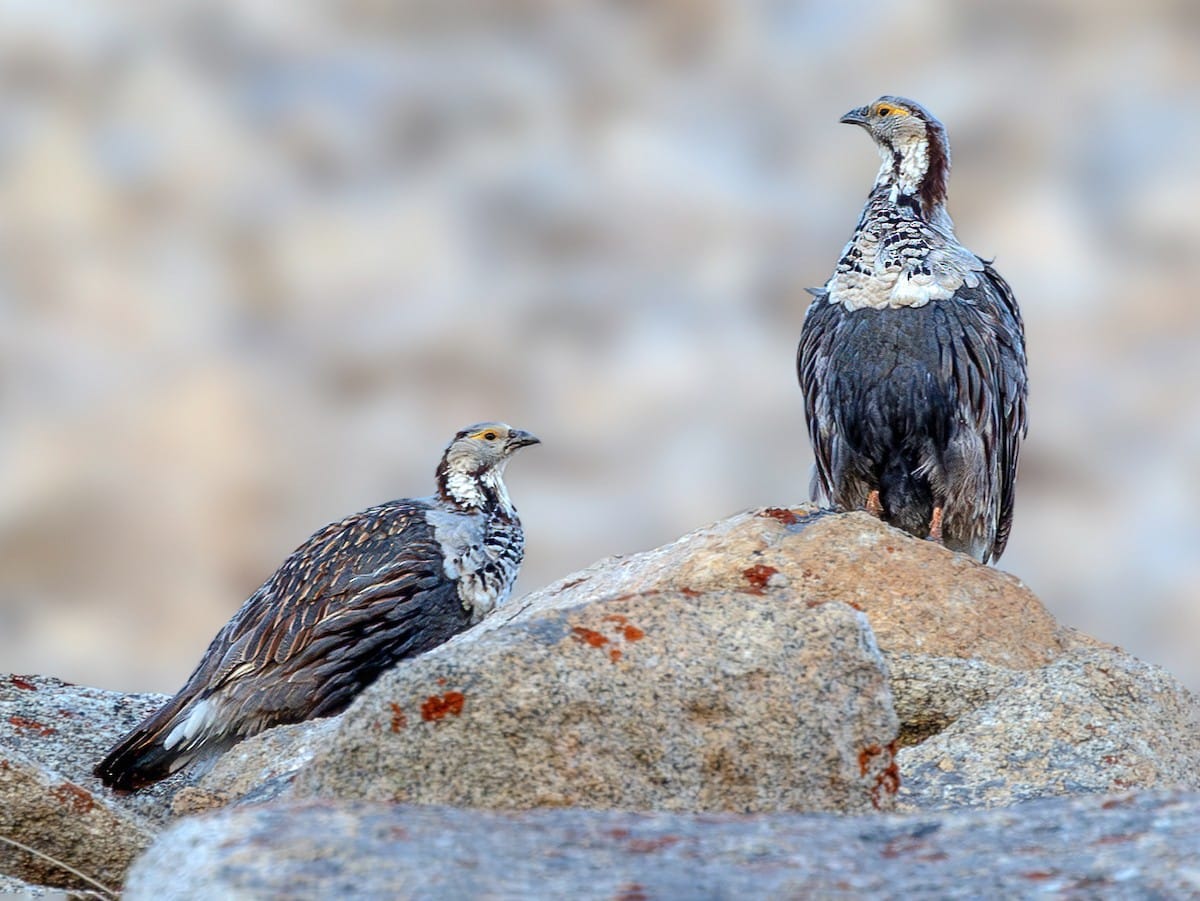 Pin Valley National Park: All You Need To Know In 2026